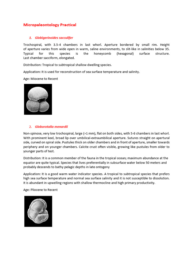 Micropaleontology Forams | PDF