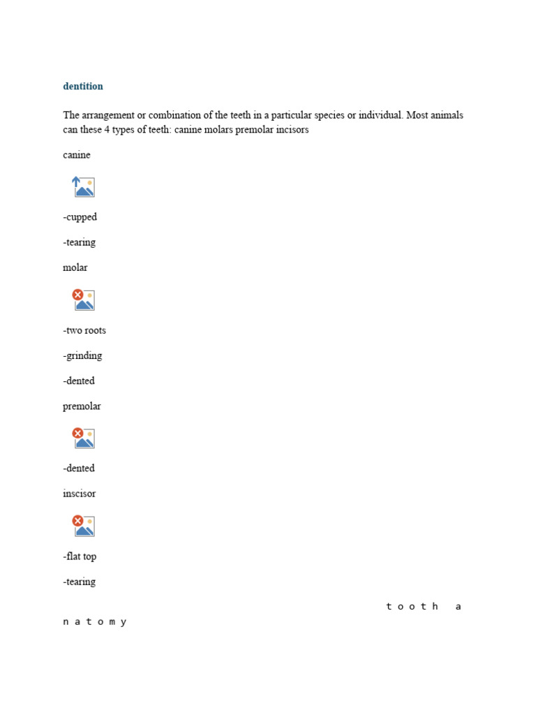 Dentition Notes | PDF | Tooth | Human Tooth