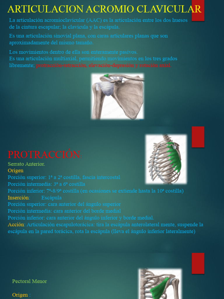 Articulacion Acromio Clavicular | PDF | Sistema musculoesquelético ...
