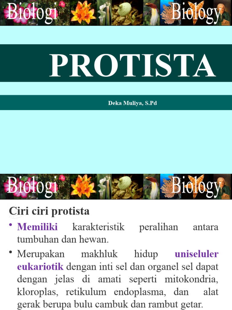 Protista | PDF