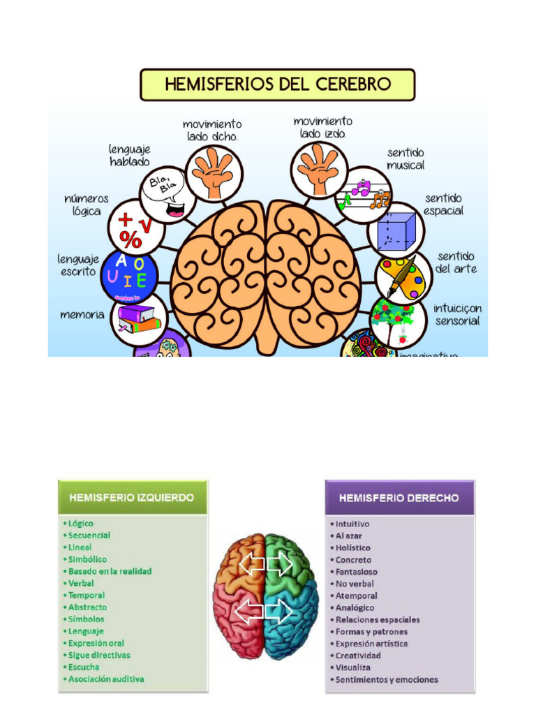 El Cerebro Los Hemisferios Y Funciones 1 Pdf