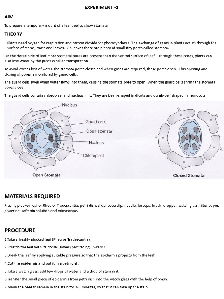 Class 10 Biology Practical Guide | PDF | Seed | Stoma