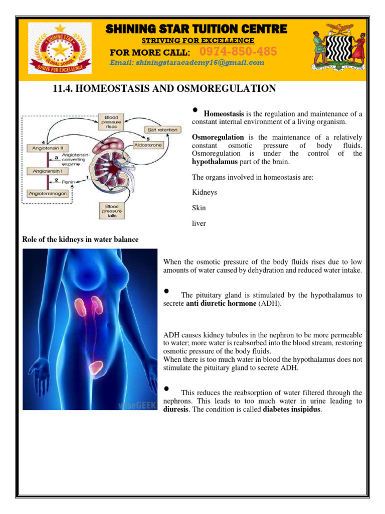 11.4. Homeostasis and Osmoregulation | PDF | Homeostasis | Glucose