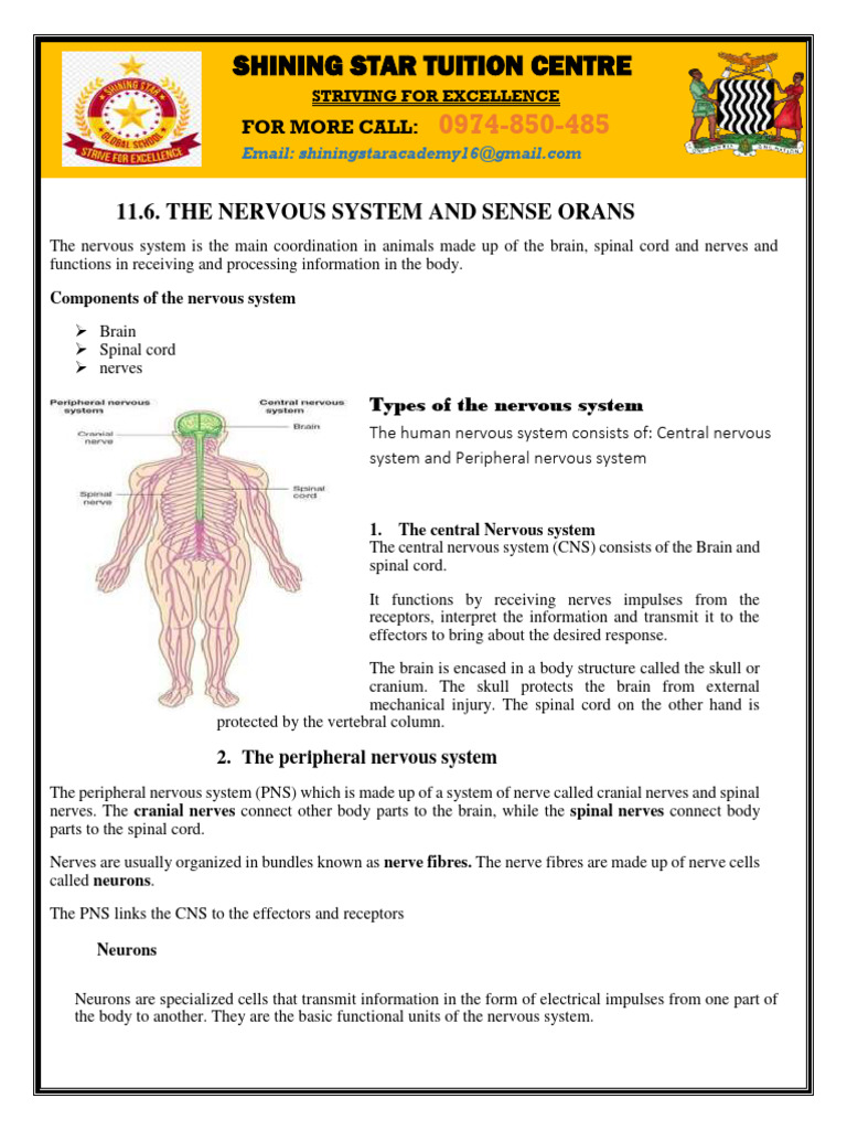 11.6. The Nervous System and Sense Organs | PDF | Nervous System | Neuron