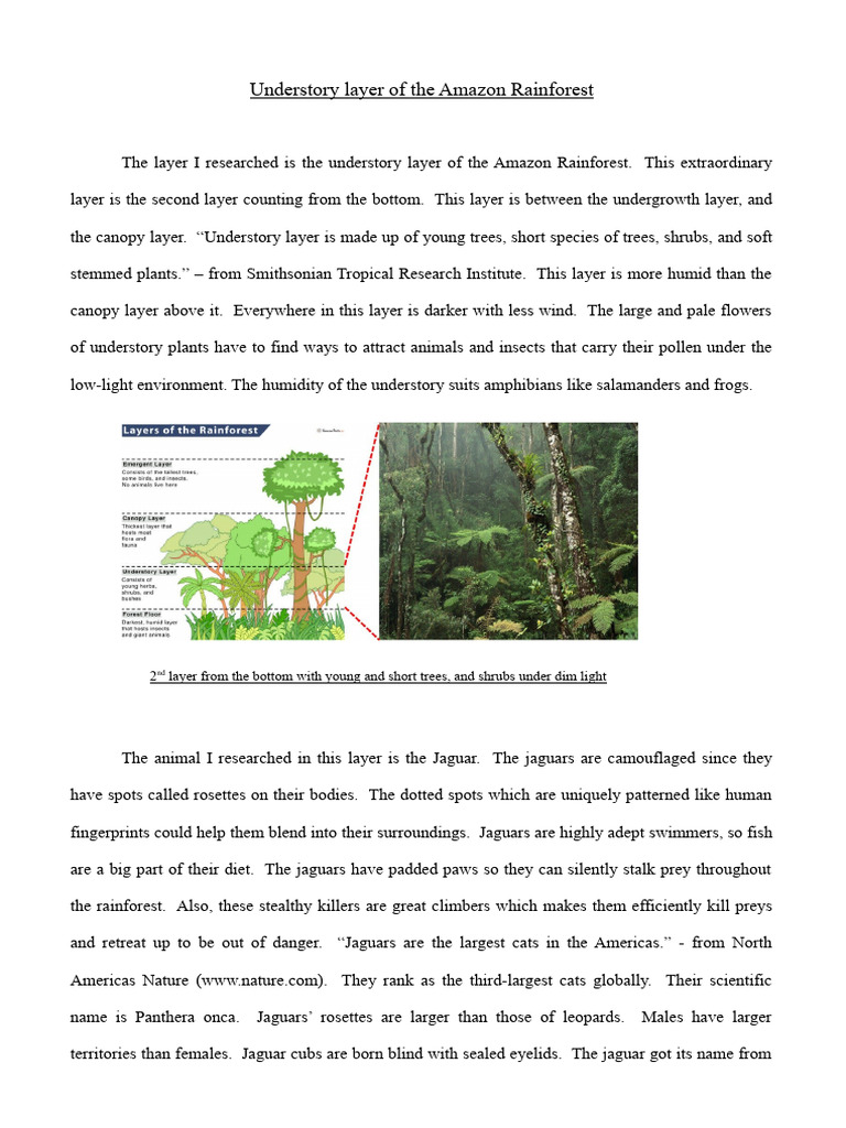 Amazon Forest | PDF | Rainforest | Jaguar
