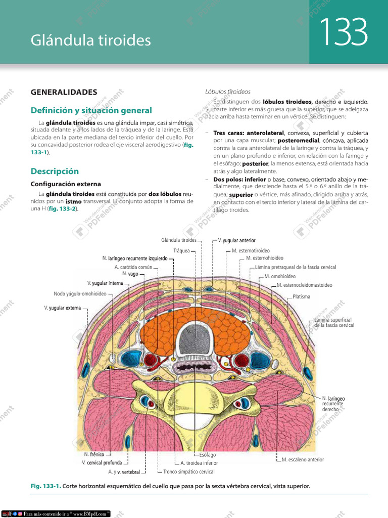 Páginas de LATARJET-Anatomía Humana (T1 y 2) | Descargar gratis PDF ...