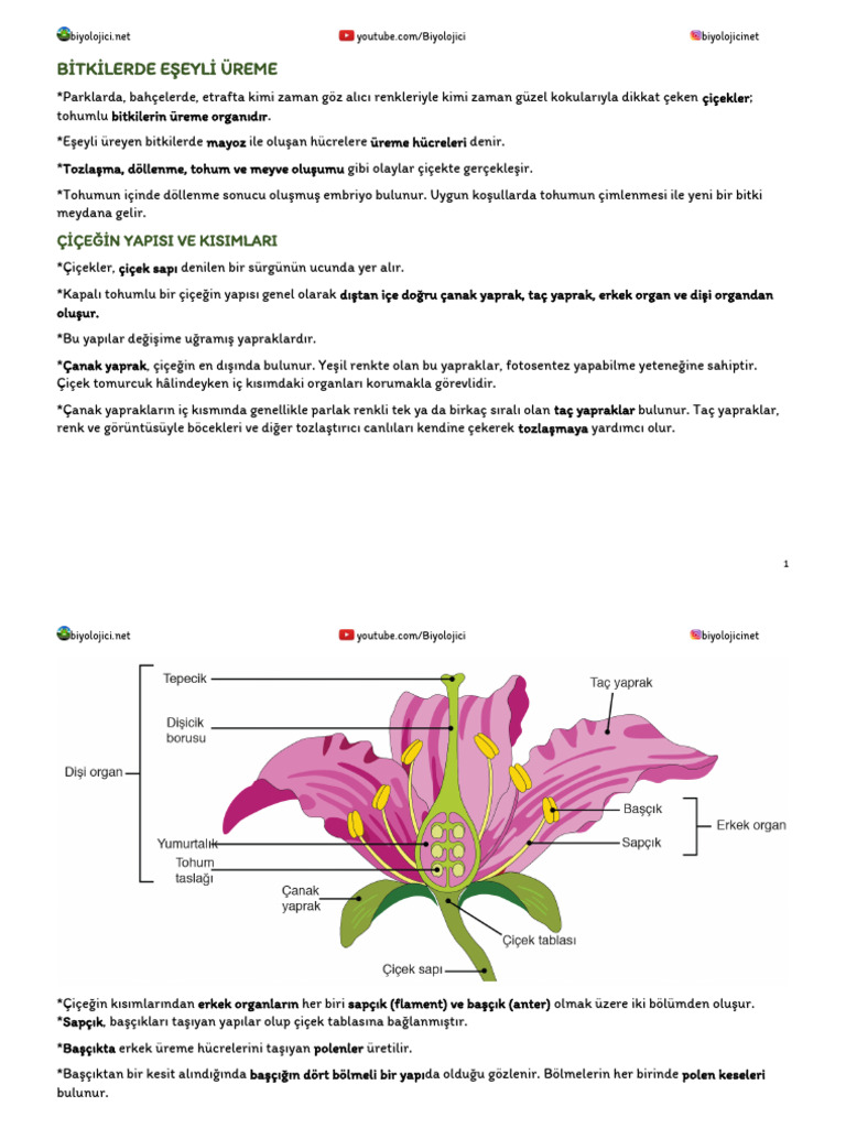 Bitki Biyolojisi 7 | PDF