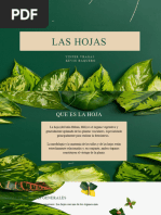 Limbo | PDF | Hoja | Botánica