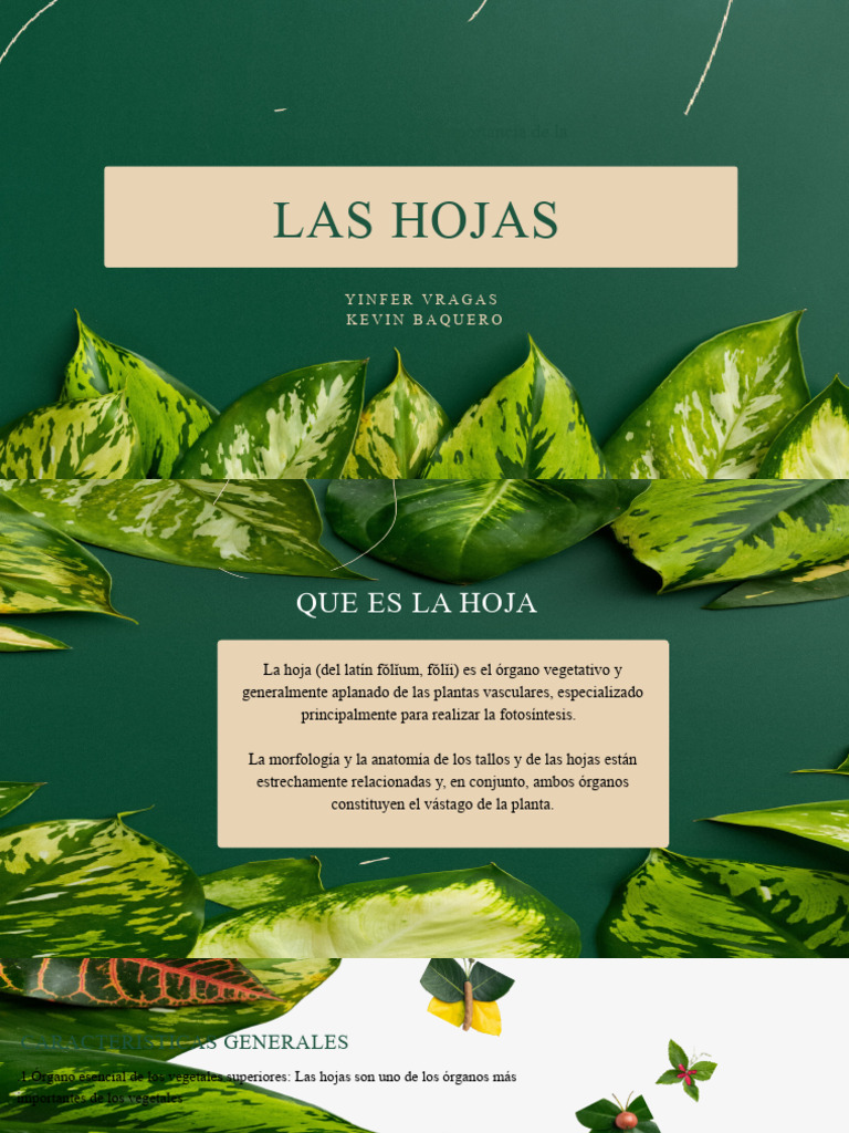 Características y Tipos de Hojas | PDF | Hoja | Plantas