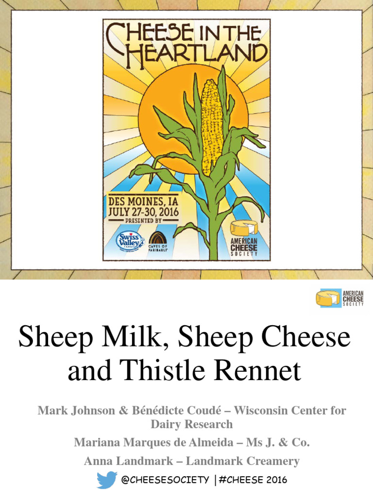 Thistle Rennet in Sheep Cheese Making | PDF | Cheese | Milk