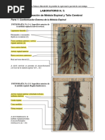 El Saco Dural Humano | PDF | Médula espinal | Anatomía