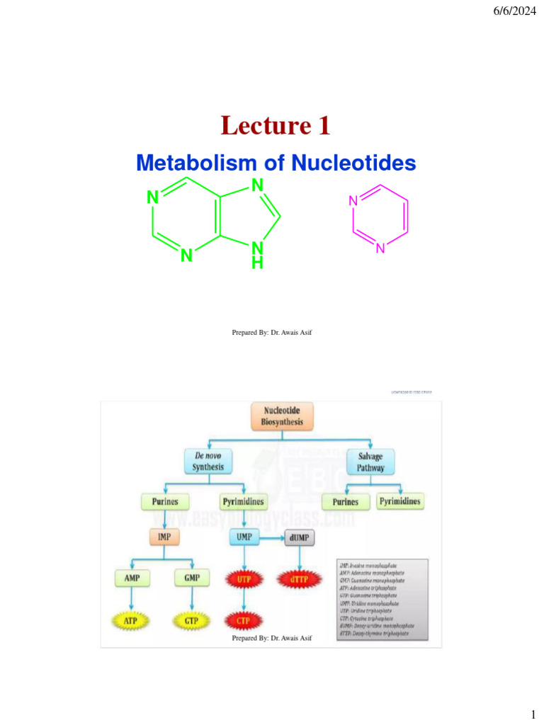 Nucleotide Metabolism (Lecture Notes) | PDF | Nucleotides | Biosynthesis