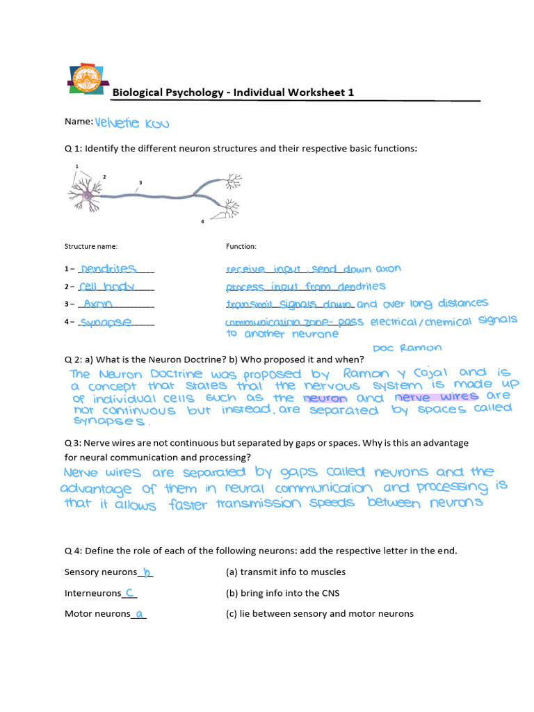 Biological Psychology Neuron Worksheet | PDF | Chemical Synapse ...