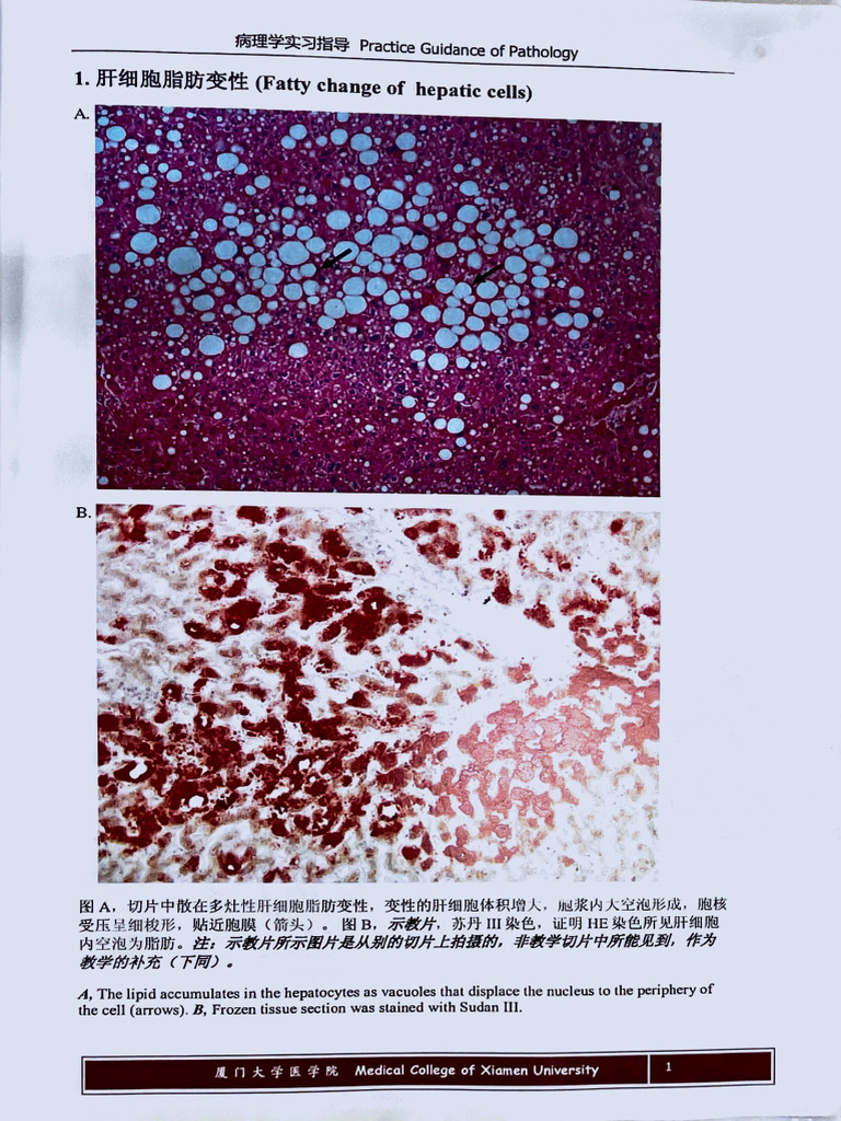 Patho Lab 01 | Download Free PDF | Morphology (Biology) | Cell Biology