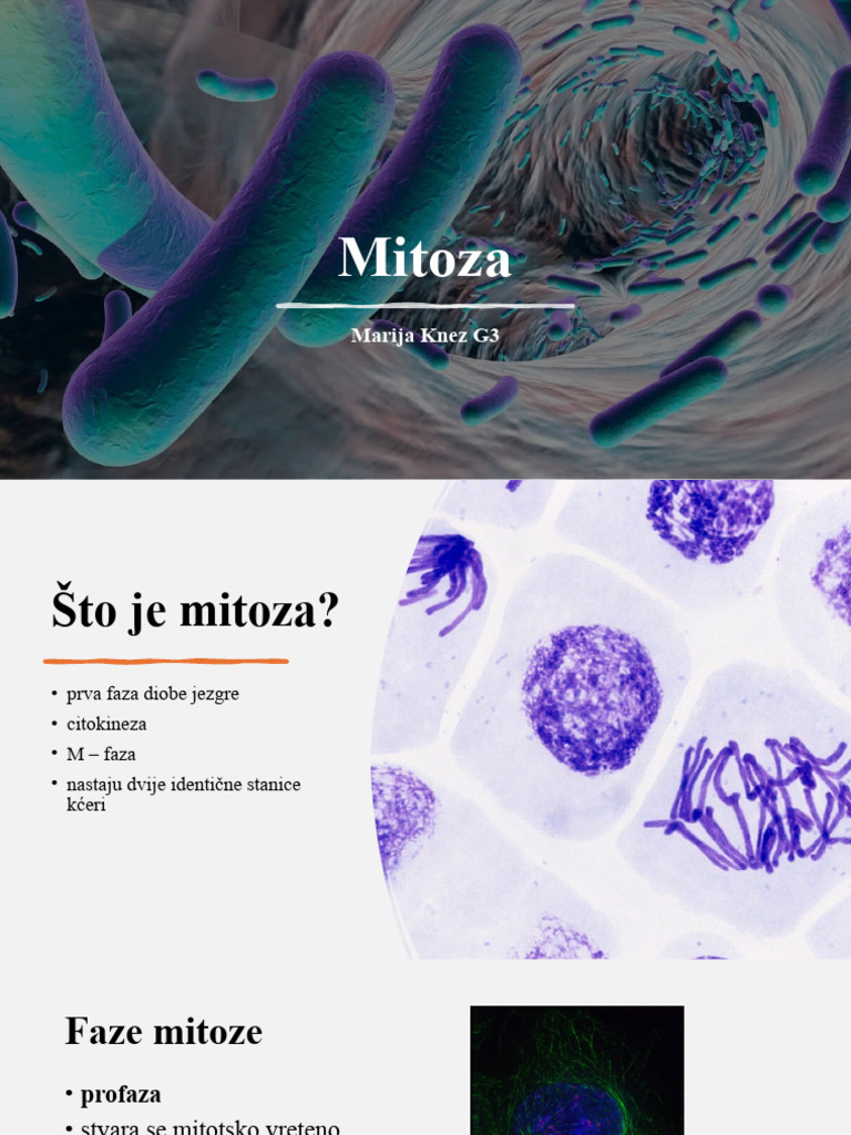 Mitoza Marija Knez G3 | PDF