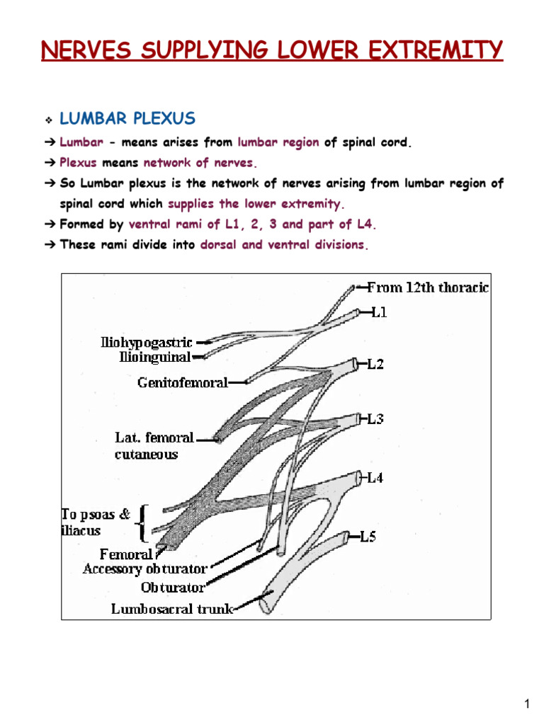 NOTES on NERVES SUPPLYING LOWER EXTREMITY (17_74 pages) | PDF | Human ...