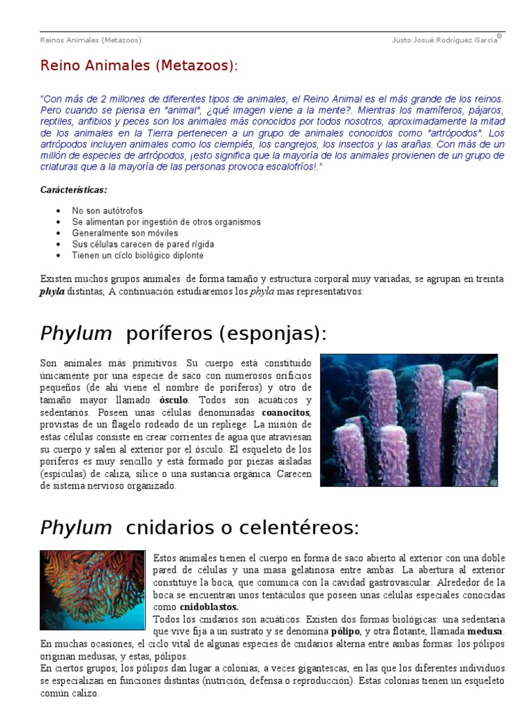 Biología - Reino Animales (Metazoos) | PDF | Esponja | Anfibio