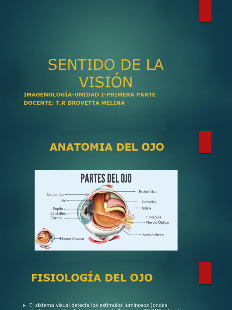 SENTIDO DE LA vision | Descargar gratis PDF | Percepción visual ...