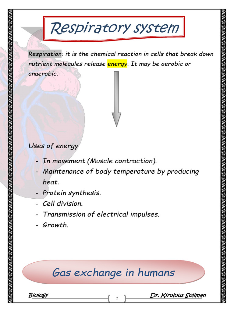 Respiratory System | PDF | Respiratory Tract | Respiratory System
