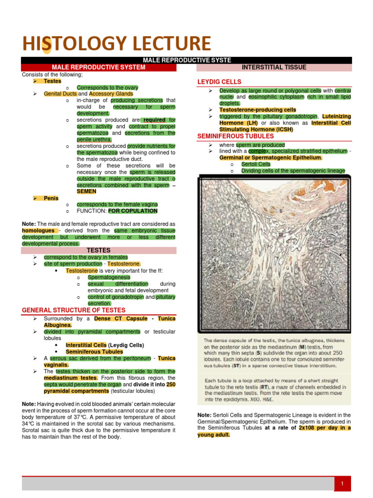 Male Reproductive System Histology Guide | PDF | Testicle | Prostate