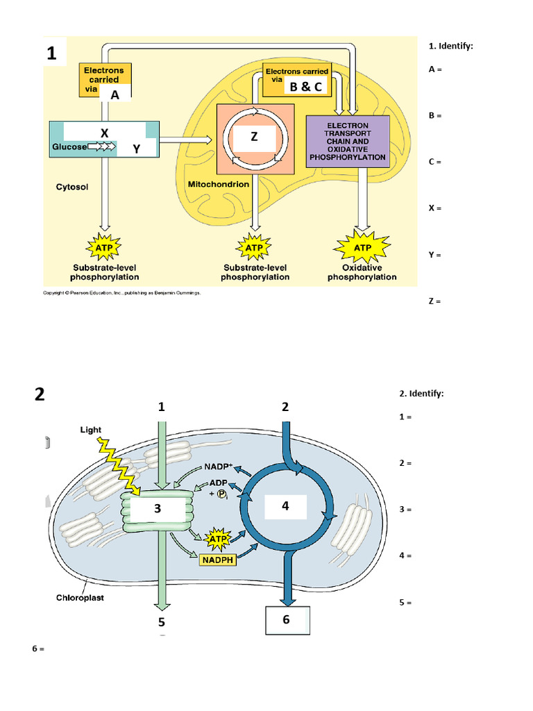 Biol 112 Quiz Questions | Download Free PDF | Cell (Biology) | Cell Biology