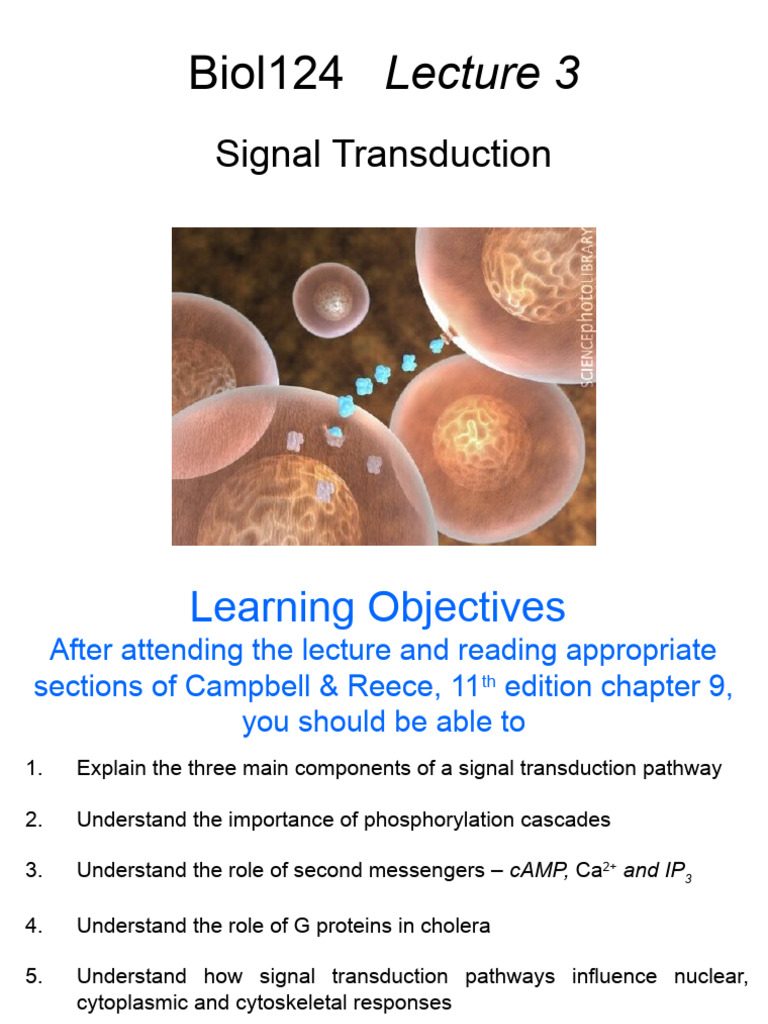 Signal Transduction Pathways Explained | PDF | Signal Transduction ...