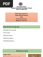 Capim-Buffel: Características e Cultivo | PDF | Brasil | Plantas