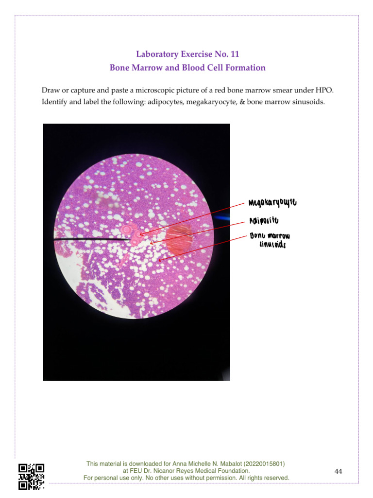Mabalot 2MT-Q Midterms:Manual#2 | PDF | Vertebrates | Immune System