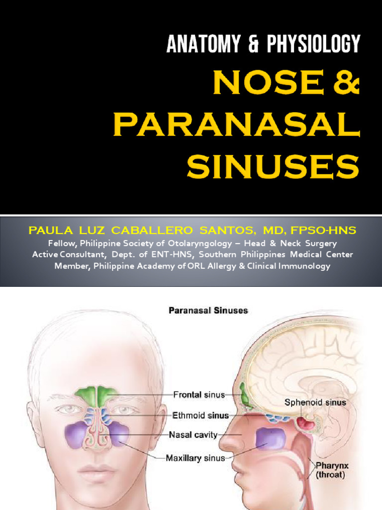 AnaPhysio Nose & PNS | PDF | Human Nose | Human Anatomy