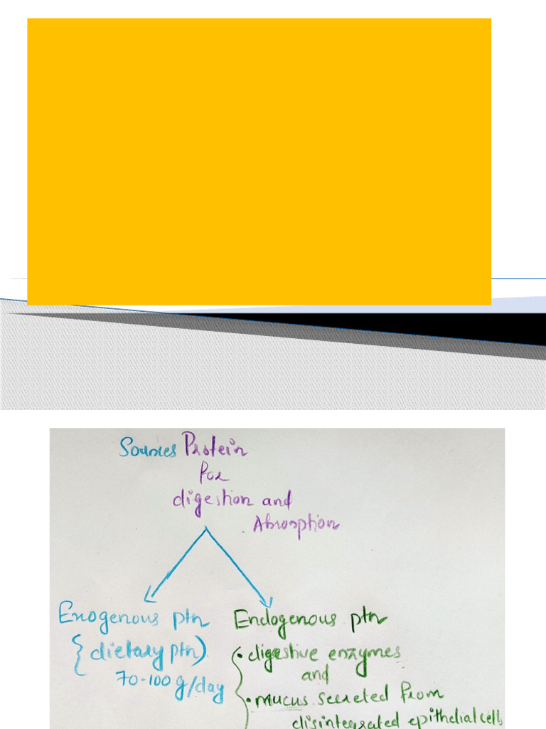 Protein Digestion & Absorption | PDF | Digestion | Protease Protein Digestion & Absorption | PDF | Digestion | Protease