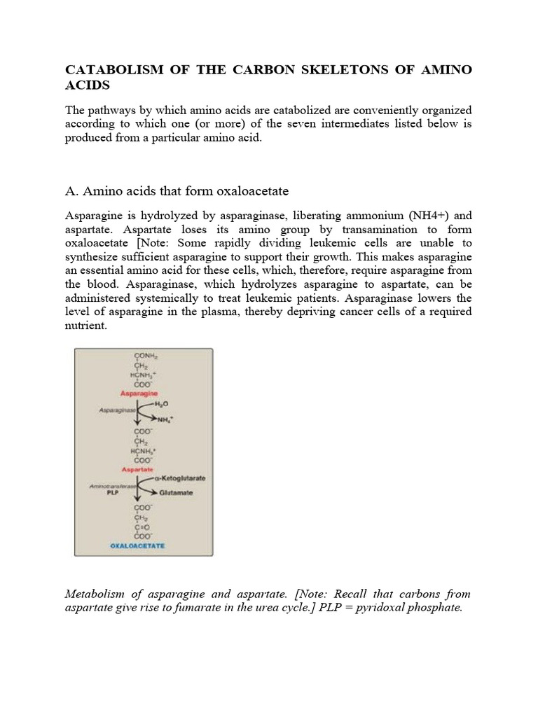Catabolism of The Carbon Skeletons of Amino Acids | PDF | Amino Acid ...