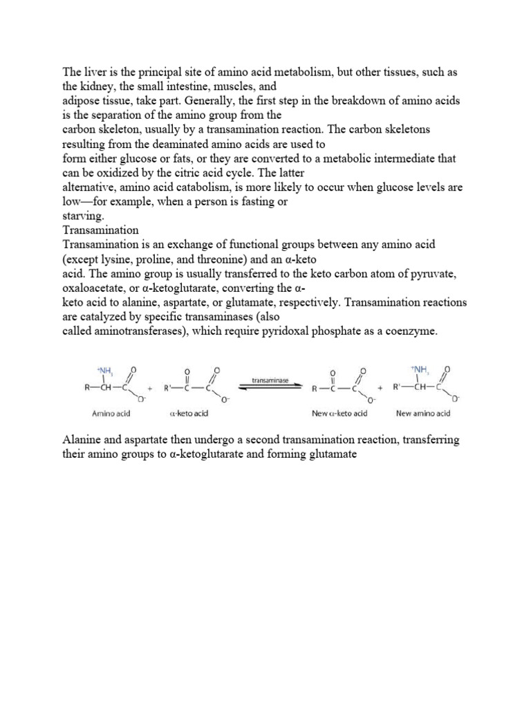 Fate of Carbon Skeleton and Urea Cycle | PDF | Amino Acid | Transaminase