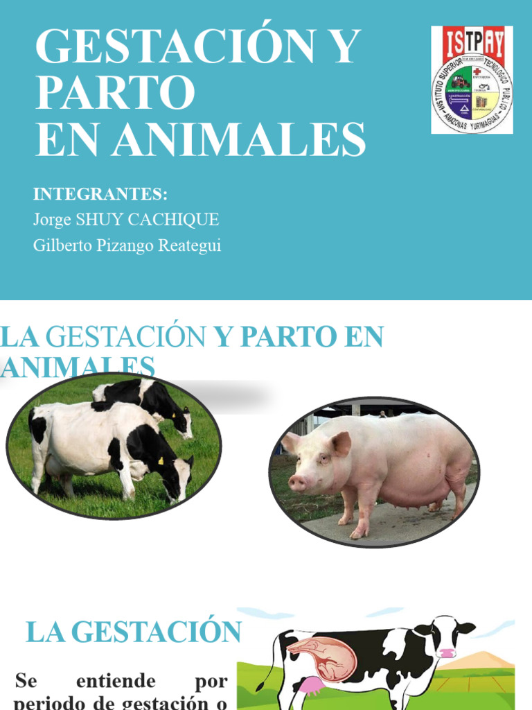 Gestación y Parto en Animales | PDF | El embarazo | Parto