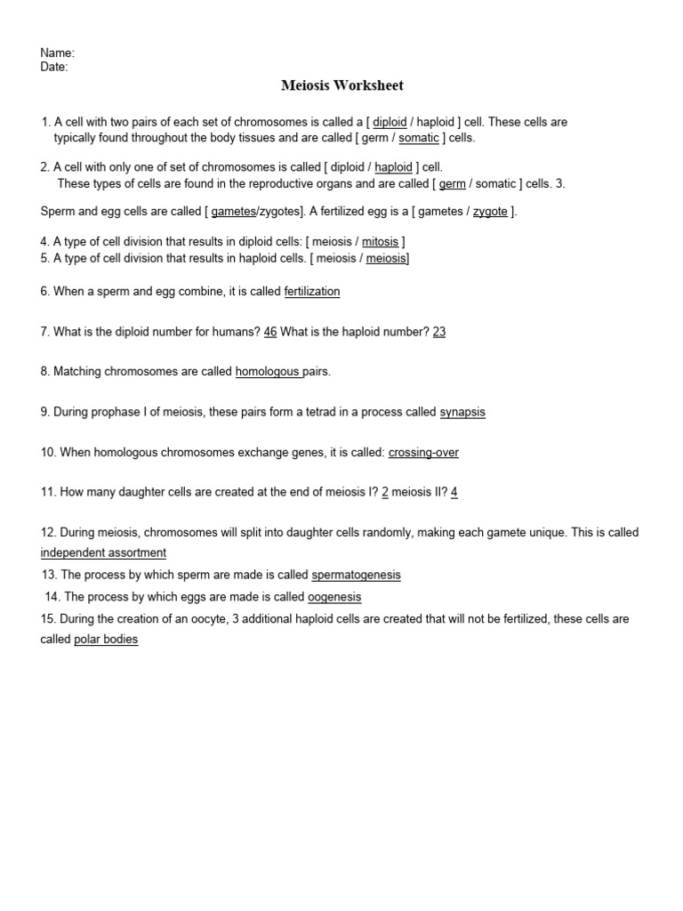 Meiosis Worksheet | PDF