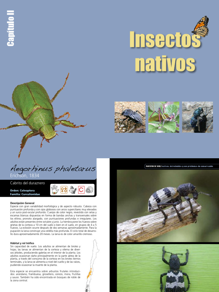 guia_de_insectos nativos | PDF | Mosca | Escarabajo