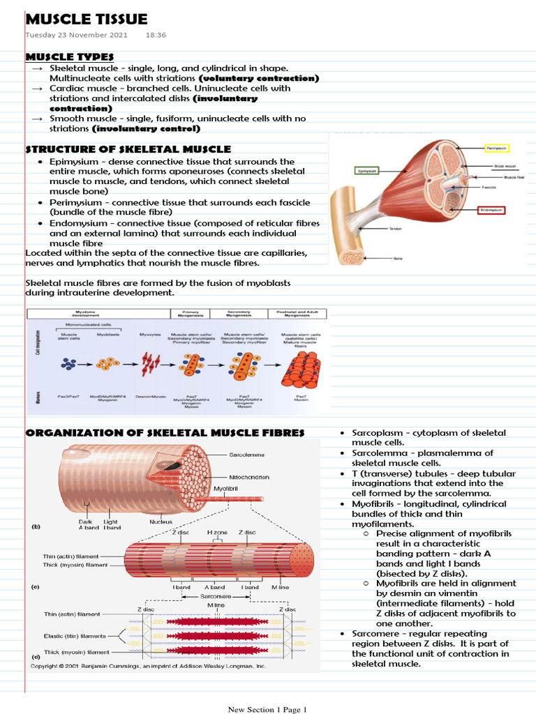 Muscle Tissue | PDF | Muscle Contraction | Muscle