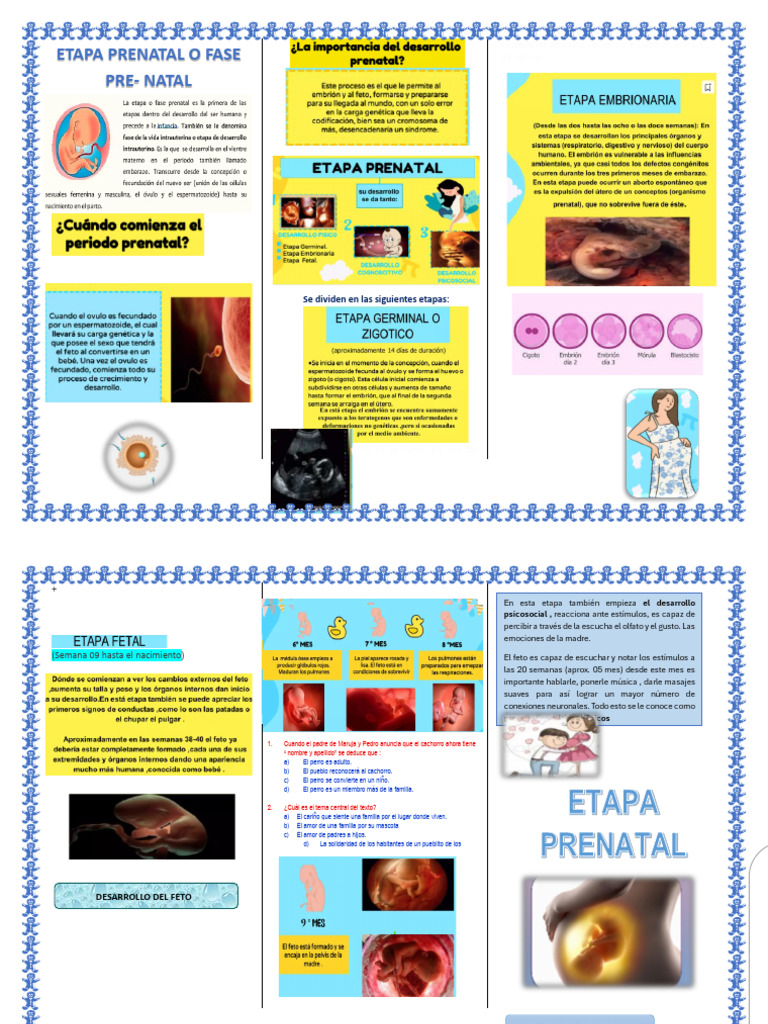 LA ETAPA FETAL | PDF | Feto | Ciencia cognitiva