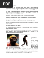 Dryopithecus | PDF | Hominidae | Homo Sapiens