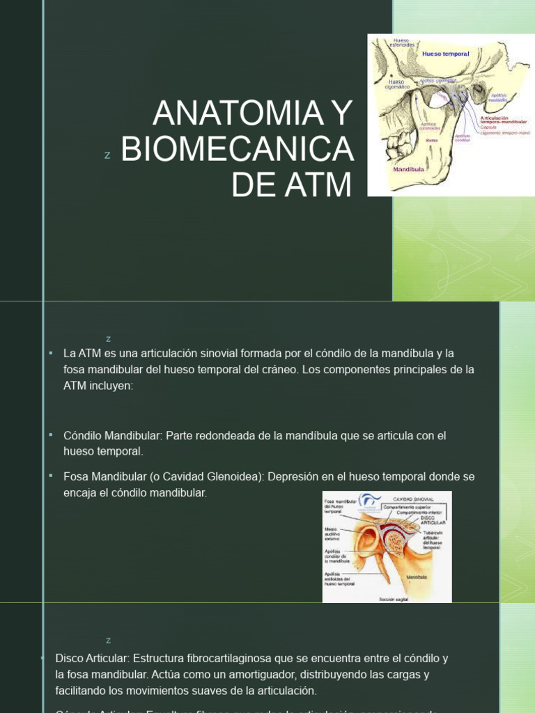 Anatomia y Biomecanica de Atm | PDF | Articulación | Anatomía