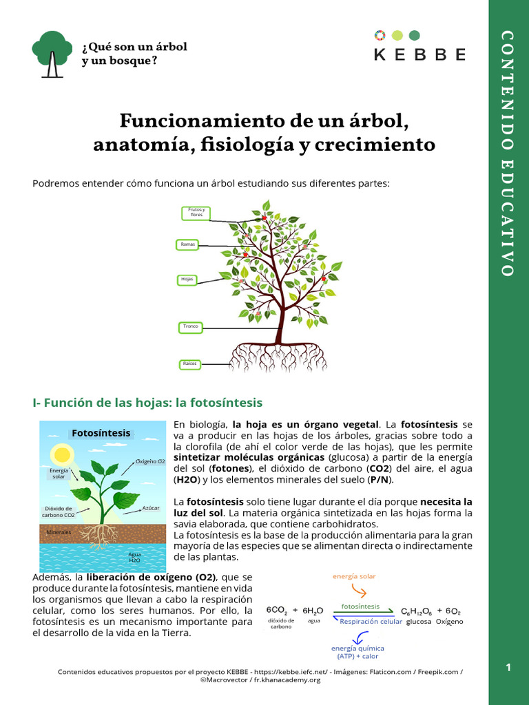 KEBBE B1 - Secondario - 1 Funcionamiento de Un Arbol - ES | PDF ...