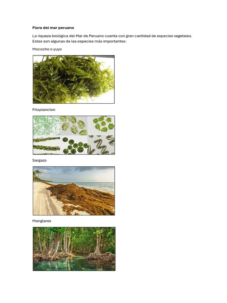 Fauna y Flora Mar Peruano. | PDF