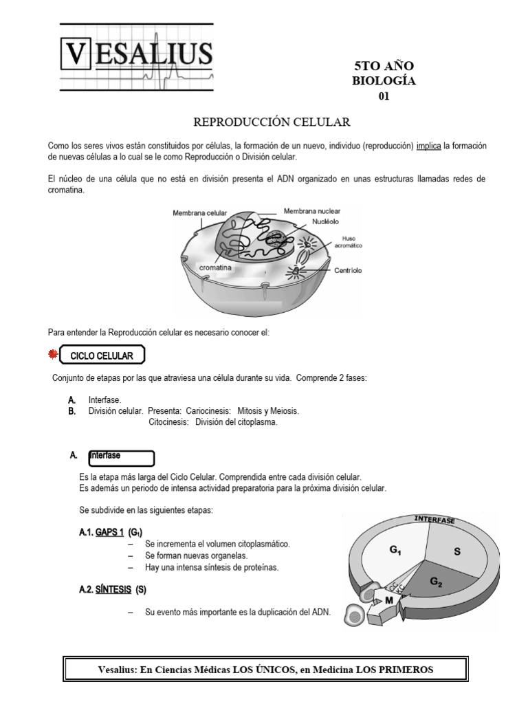 5to Año Biologia 11-1-10 | PDF | Mitosis | Cromosoma
