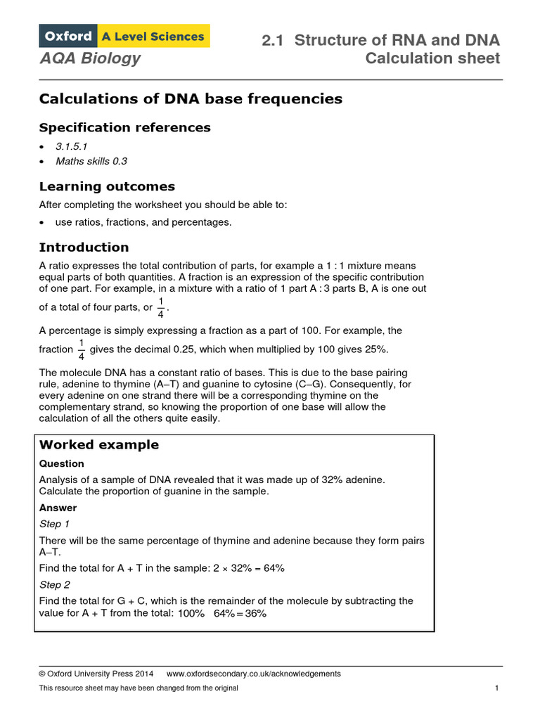 Calculation Sheet Dna Bases | PDF | Dna | Base Pair