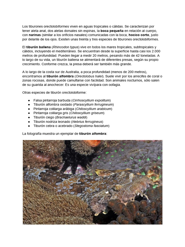 Características de los tiburones orectolobiformes | PDF