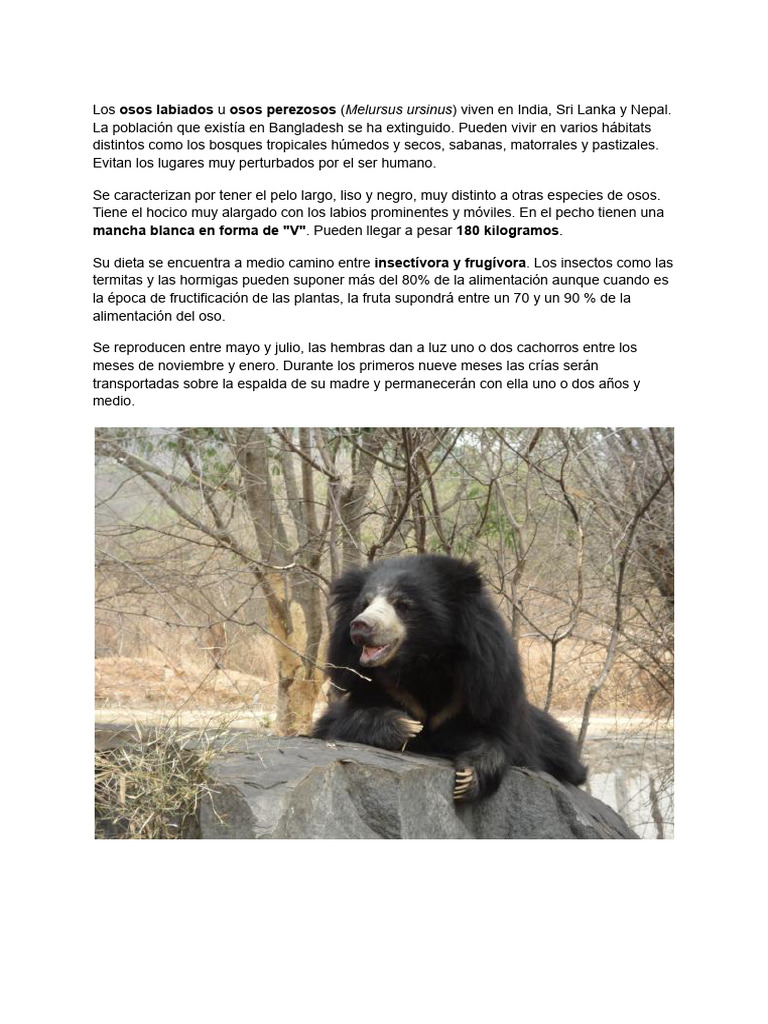 Oso Labiado | PDF | Ciencia y matemáticas