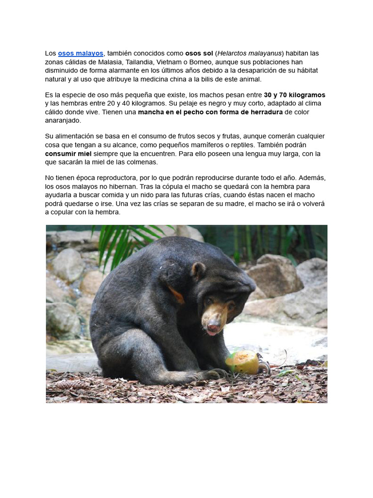 Oso Malayo: Hábitos y Características | PDF