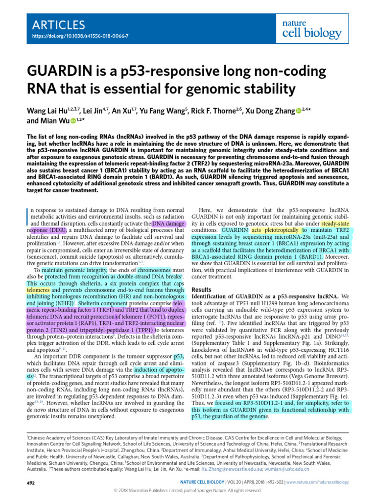 GUARDIN Is A P53-Responsive Long Non-Coding | PDF | P53 | Dna Repair