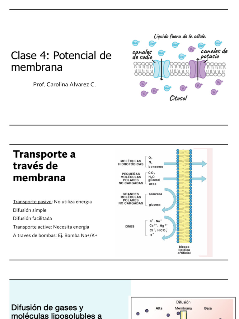 Clase 4 Potencial de Membrana | PDF | Canal de iones | Potencial de membrana