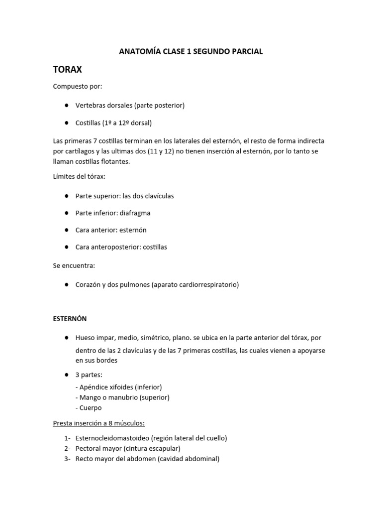 Anatomía Clase 1 (Segundo Parcial) | PDF | Tórax | Abdomen
