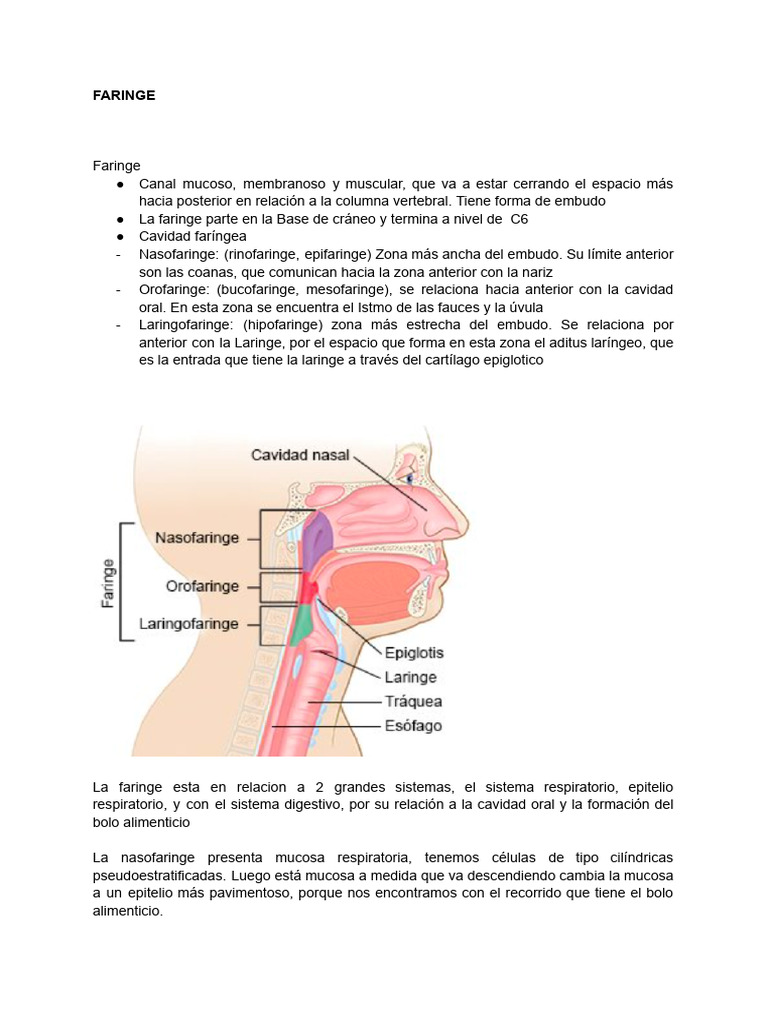 Far Inge | PDF | Esófago | Laringe
